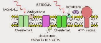 Biologia : Naturaleza y la membrana tilacoidal