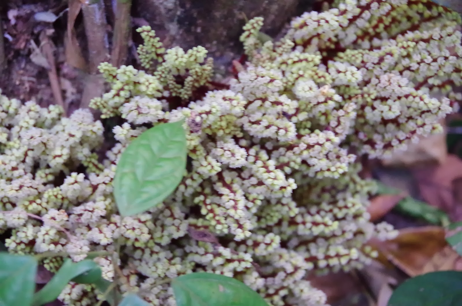 Trees and Plants: Cauliflory