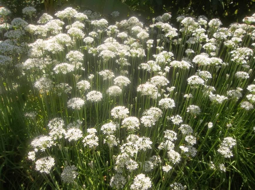 Future Plants by Randy Stewart: Allium