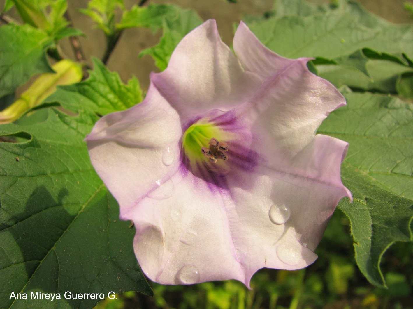 Ecuador: personajes y especies (Galápagos y Continente): Flora de Quito ...