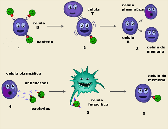 biología básica : Inmunidad innata y inmunidad adquirida