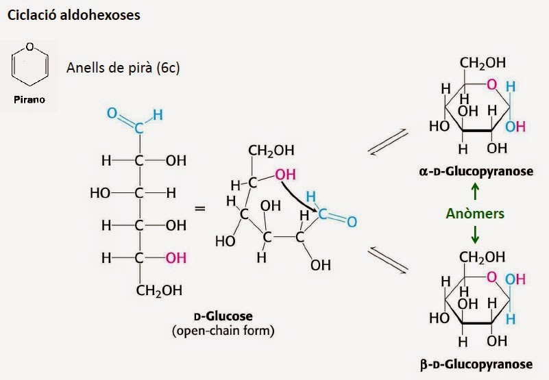 Carbohidrats o glúcids - El dietario de Cristina
