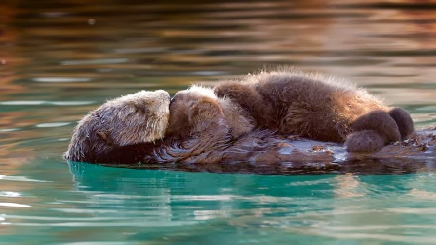 Fauna Urbana Villa María: Una nutria bebé despierta ternura en la web ...