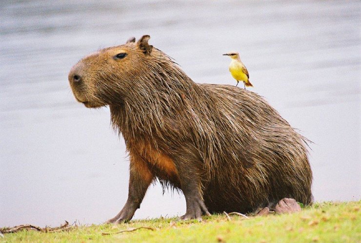 maybepossibly: kapybara