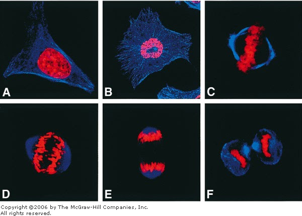 De Histology: Cell Division