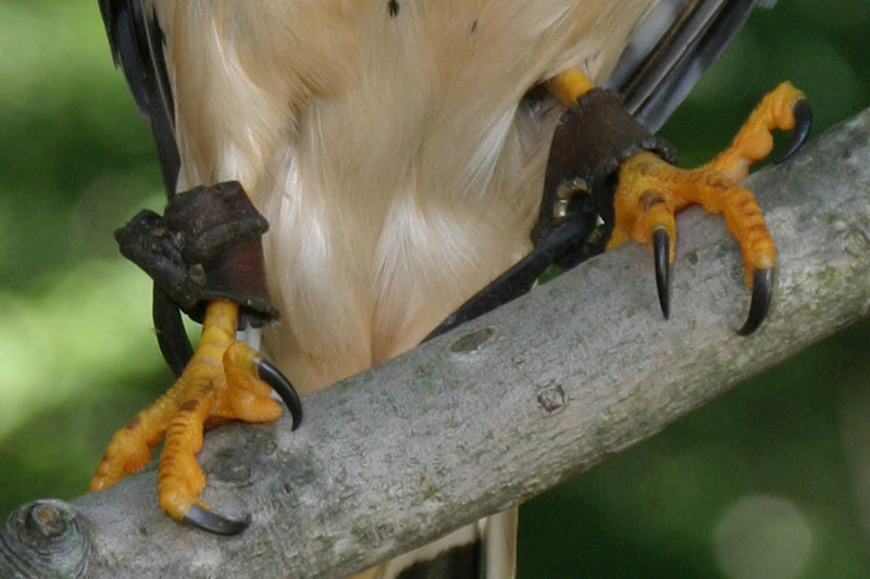 World Bird Sanctuary: Save a naturalist! Sponsor a glove!