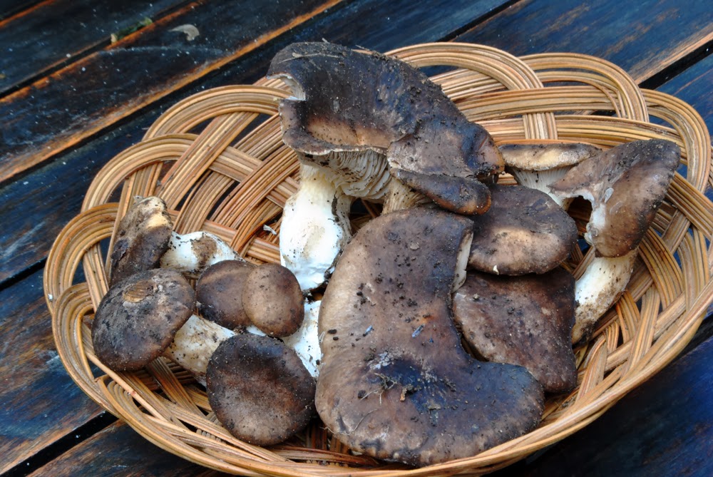 Sud Italia in Cucina: Cardoncelli Dorati e Fritti