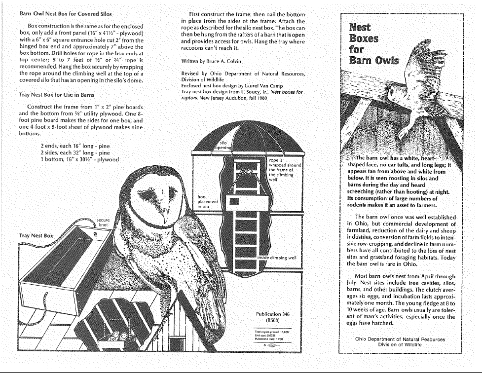 the common milkweed: Barn Owl Box Installation: Cure for Cabin Fever