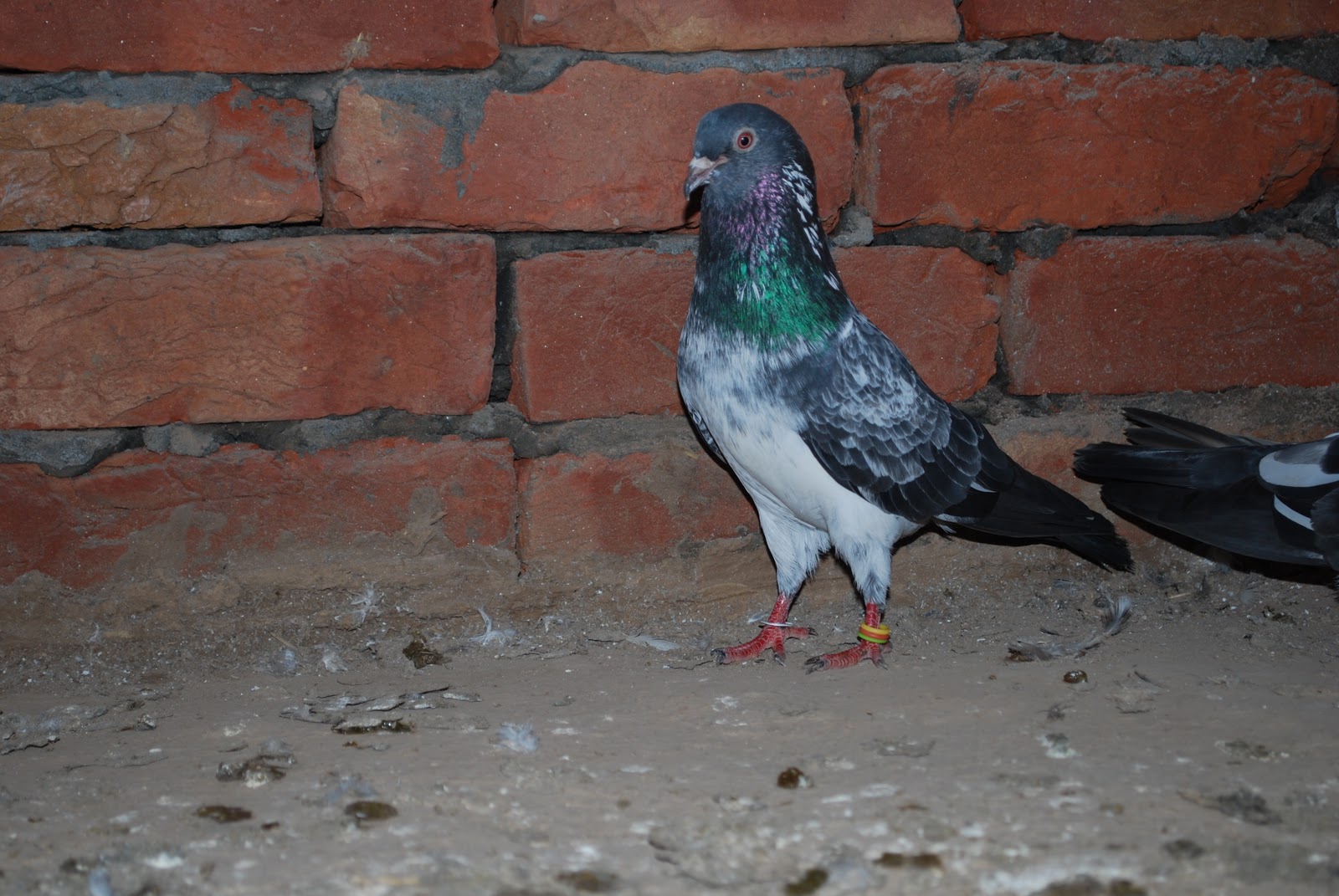Pakistani Tipplers (Kabootar Baaz) | UK & USA Pigeons | Fancy Pigeons ...