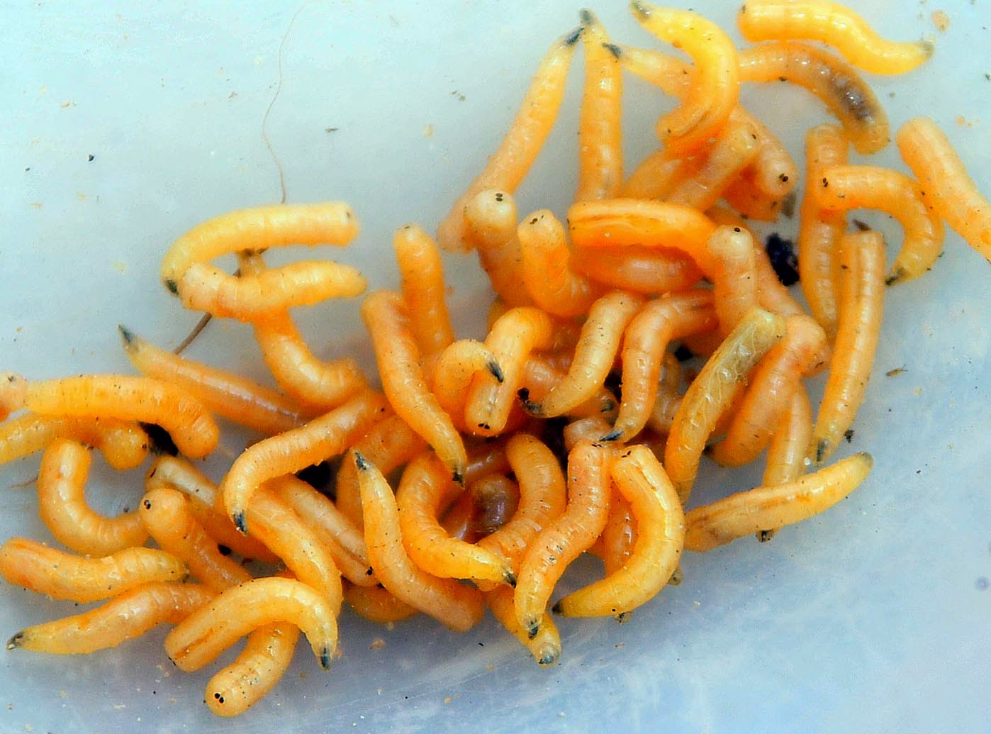 Budidaya Hewan Ternak dan Pakan: Belatung (Maggot)