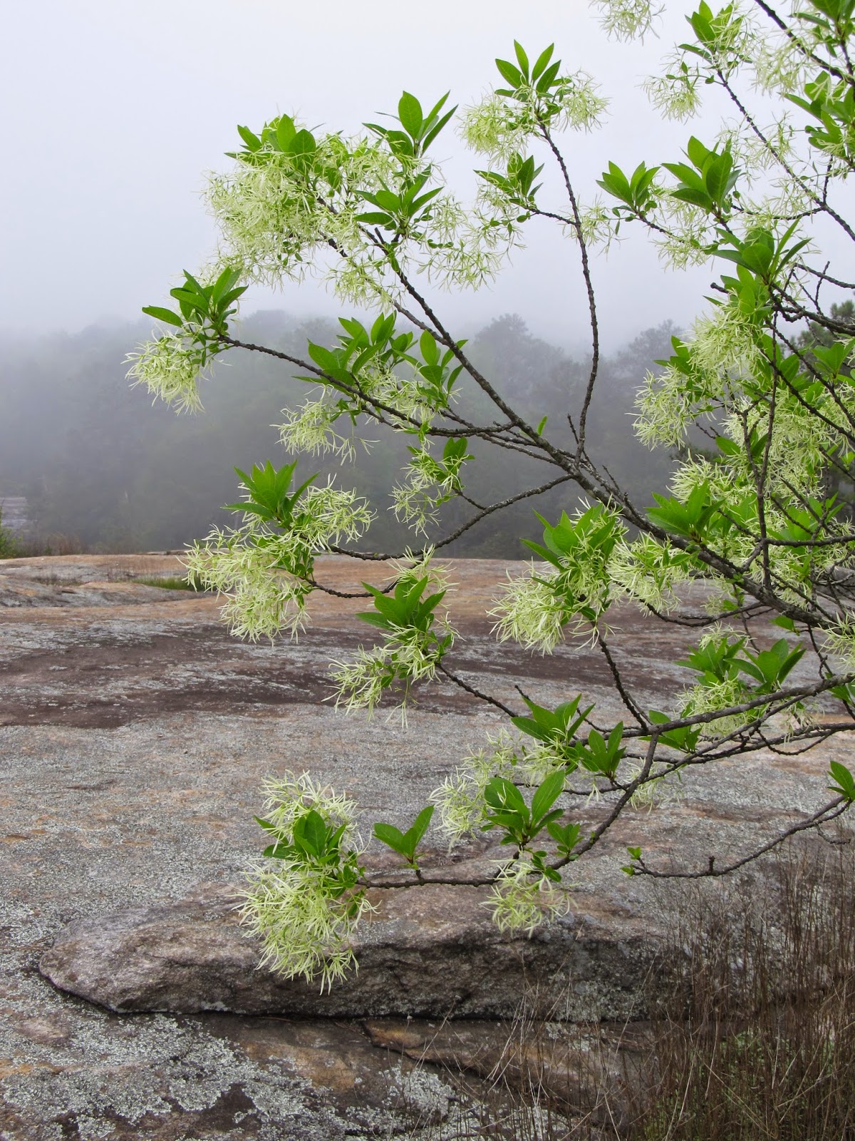 Georgia Girl With An English Heart: Fringe Tree- Arabia Mountain/ Monastery