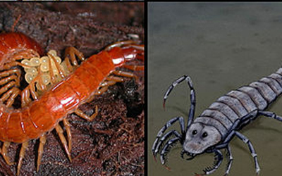 Artrópodes ~ Curiosidades Gerais