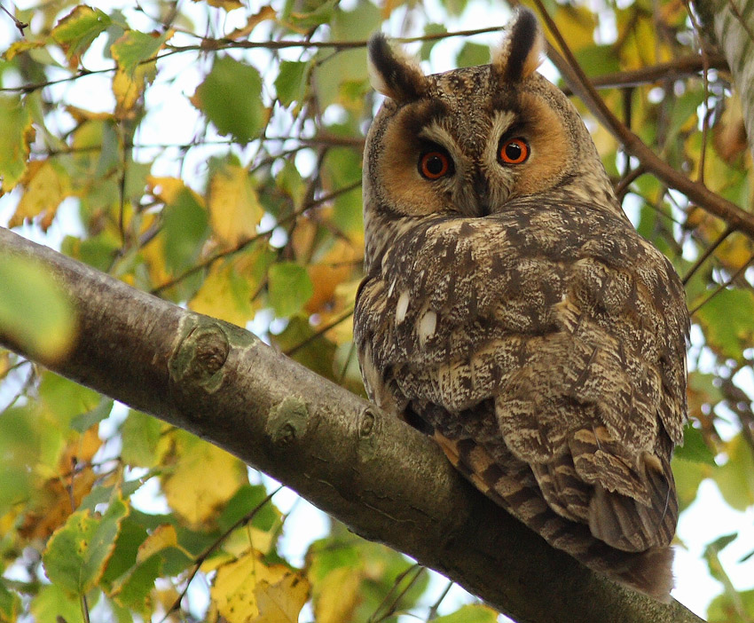 Pepijn Hof: Herfst uilen