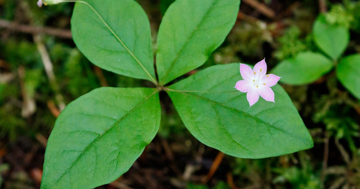 National Wildflower Week: A Kukutali Collection