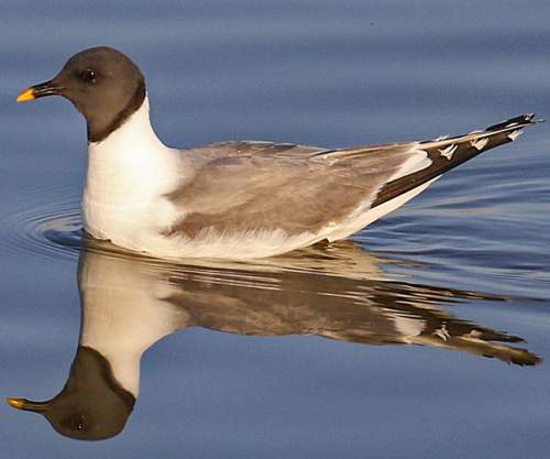 Sabine's (fork-tailed) gull | Birds of India | Bird World