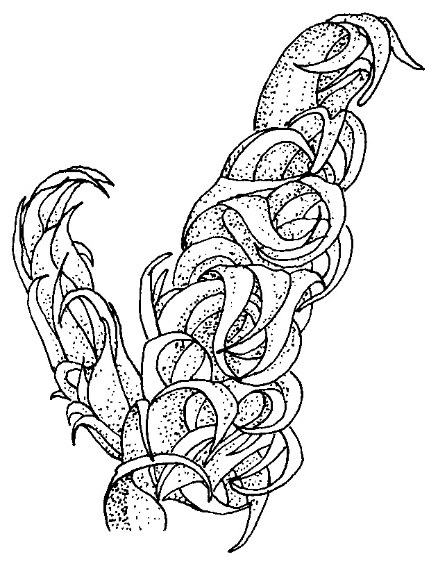 Moss Notes: Hypnum imponens - the Brocade Moss