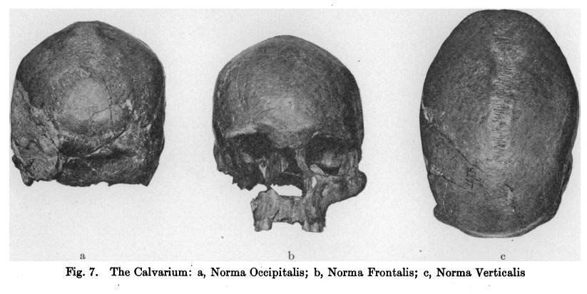 The Punin skulls from Ecuador and Homo Erectus | Patagonian monsters
