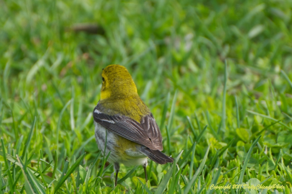 Chicago Bird Watching