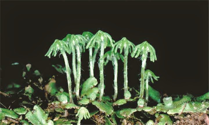 Biologija u nastavi: MAHOVINE (Bryophyta)