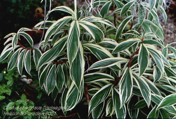 The Tropical Garden Of The RETREAT: November 2011