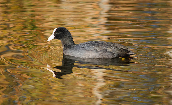 Light Colour Shade: Coots, Mallard Ducks and White Muscovy ducks at Sunset