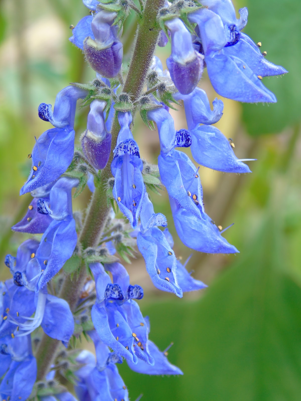 Boldo | A planta da vez