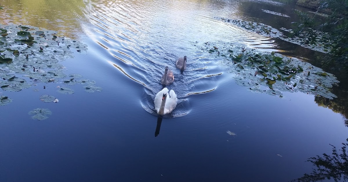 Where Roots And Wings Entwine