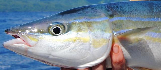 Big Fishes of the World: RAINBOW RUNNER (Elagatis bipinnulata)