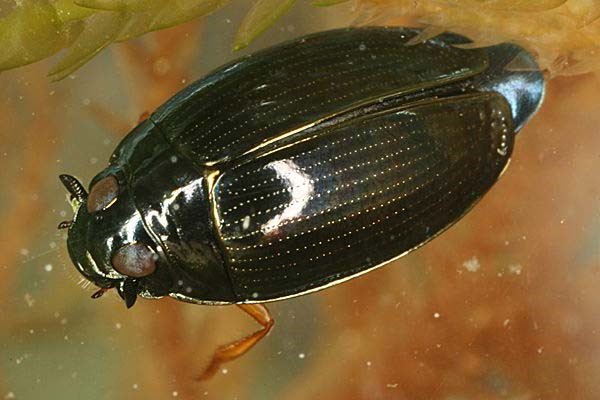 FAUNA-CERCANA: 11 - ARÁCNIDOS e INSECTOS ACUÁTICOS...