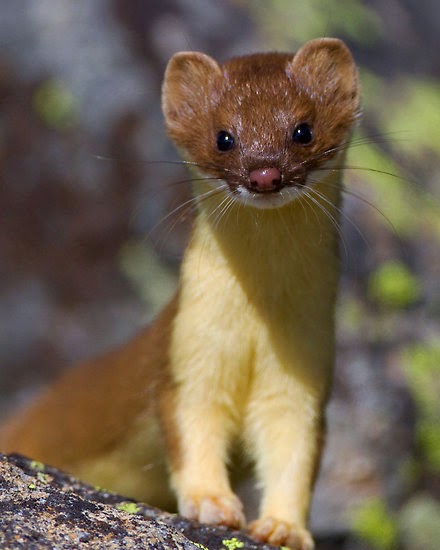 Long-Tailed Weasels : The Dancing Spree-Killers | Deadly Adorable Predators