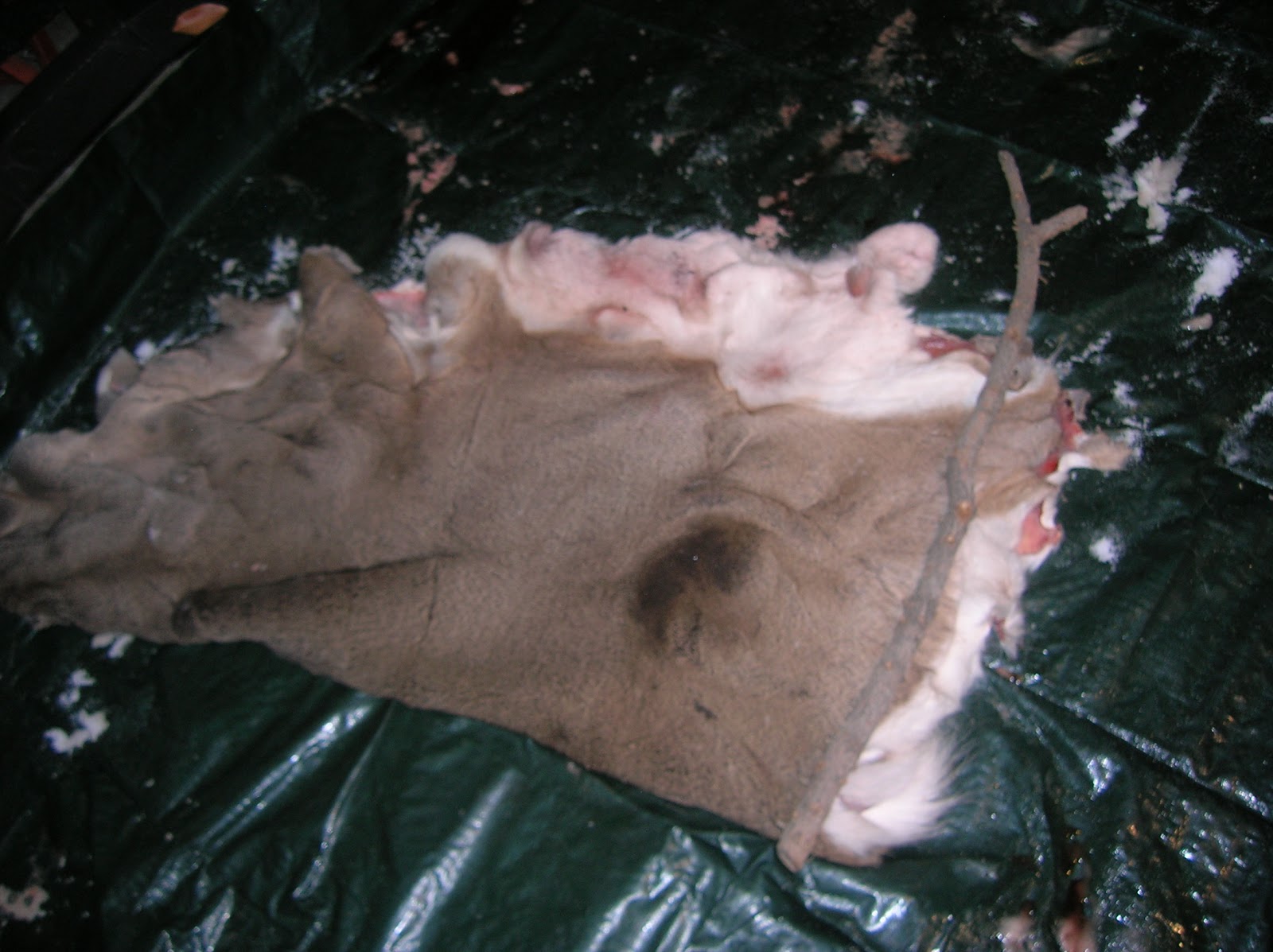 Musings of Musang: Curing deer hides for storage
