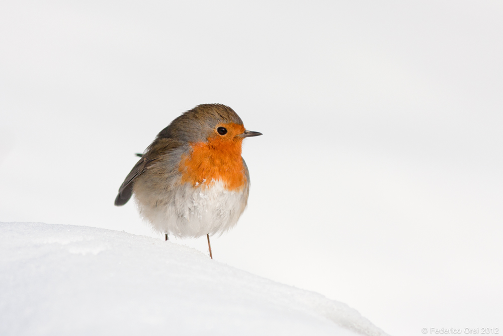 Shabbulous ♥ life: Passerotti, pettirossi & Co