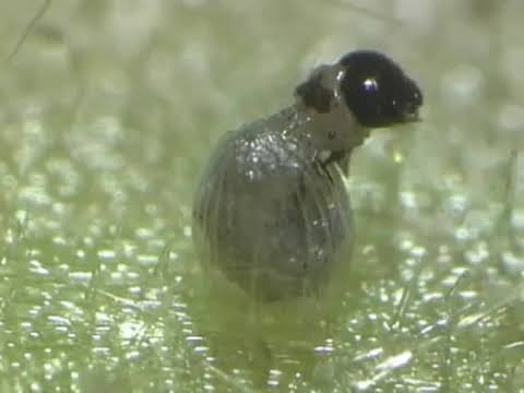 FITOSOFIA: HELIOTHIS VIRESCENS