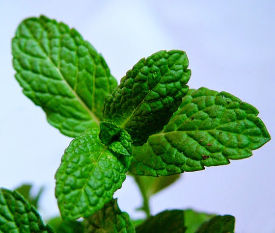 El Poleo Sus Propiedades y Usos - Medicina Natural