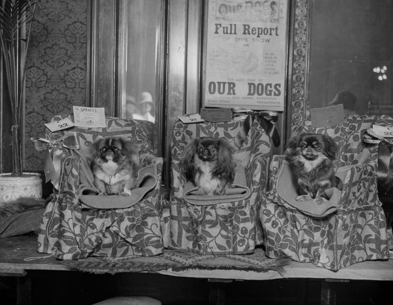 22 Lovely Photos That Capture Vintage Dog Shows in the Early 20th ...