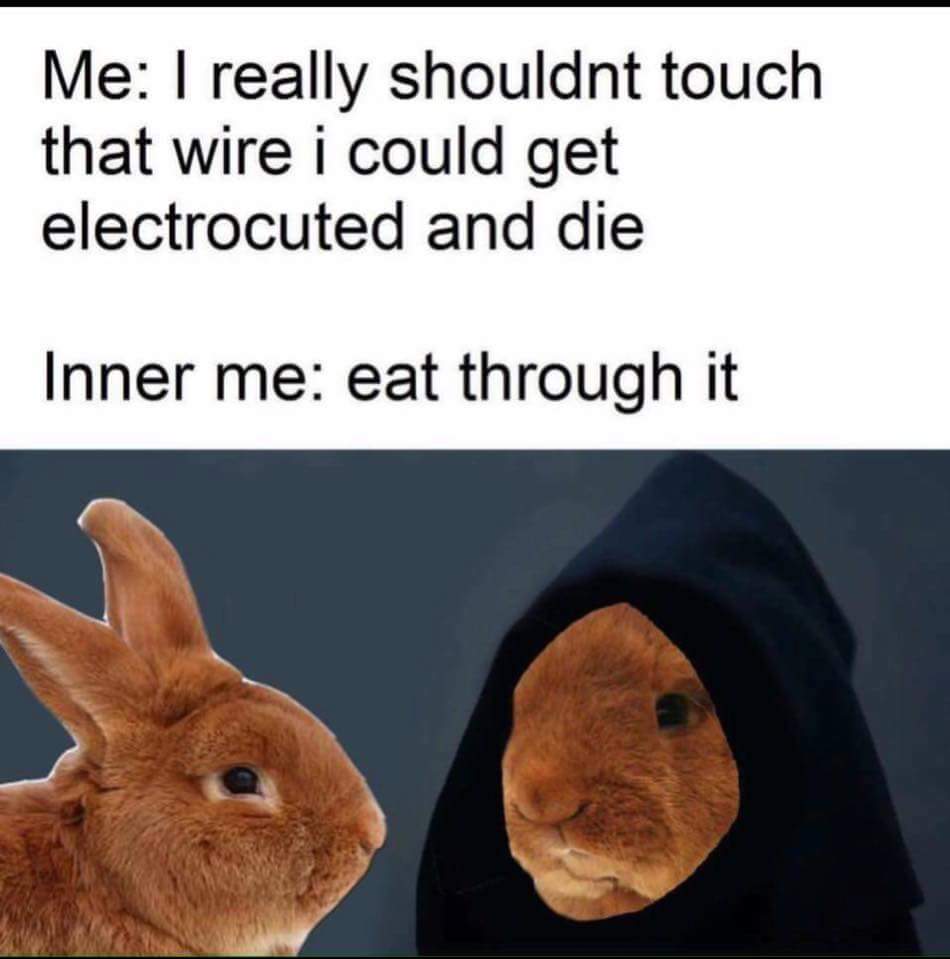 Rabbit Ramblings: Funny Bunny Monday Meme*day