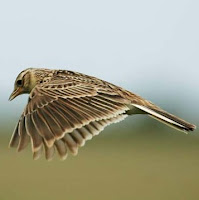 Skylark (bird) | Facts About All