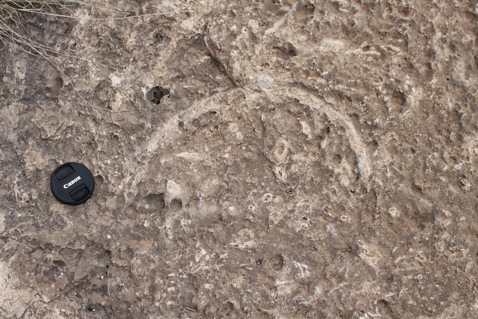 Finding Fossils...: The Permian Capitan Reef