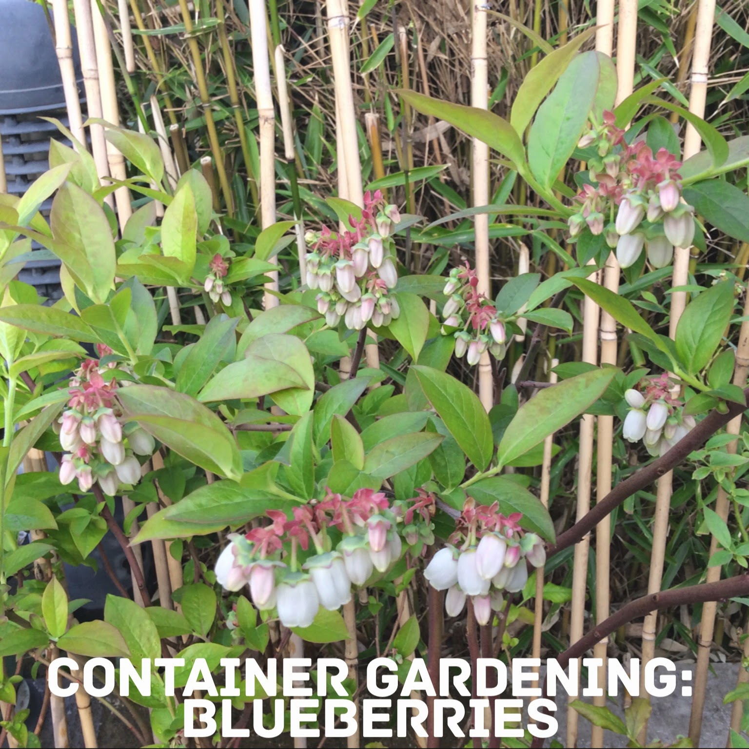 Bees In The Gardens: Container Gardening: Blueberries