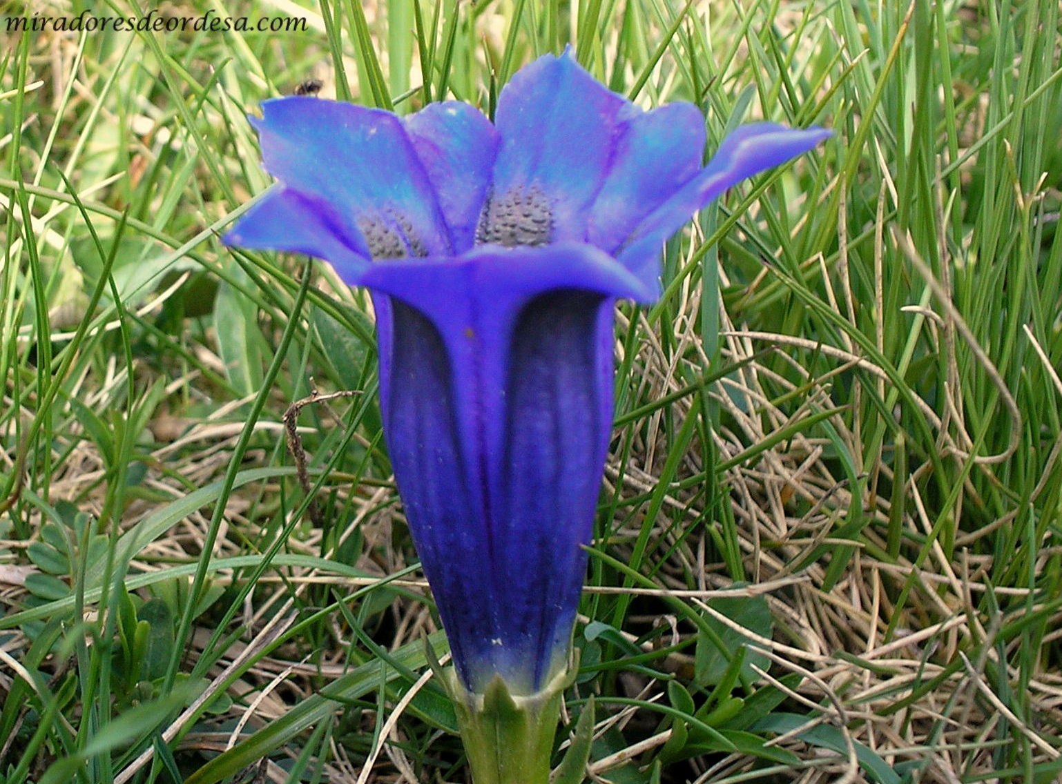 Genciana Alpina, belleza azul - Paisajes de Ordesa