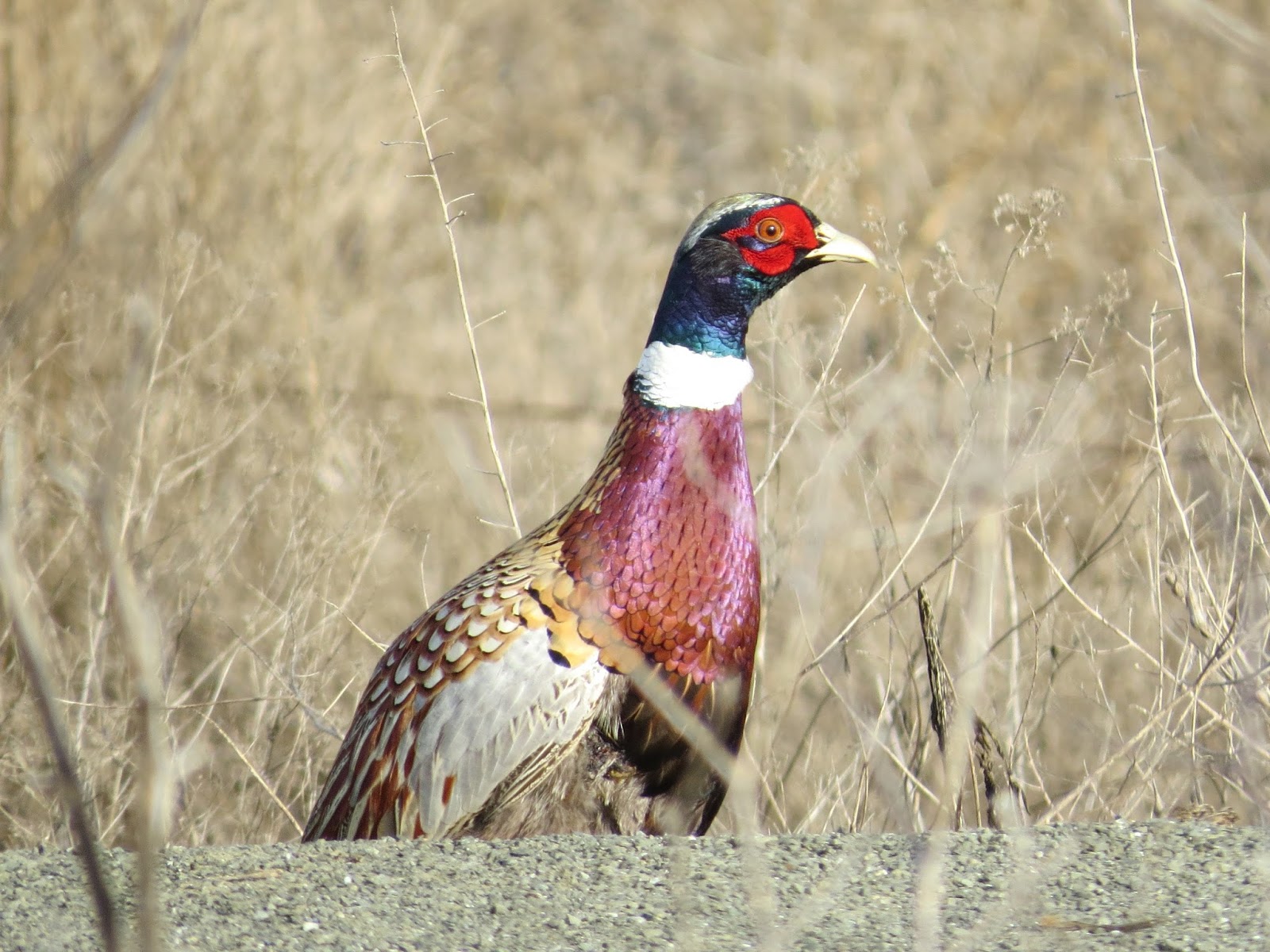 amateurnithologist: Ring-necked Pheasant