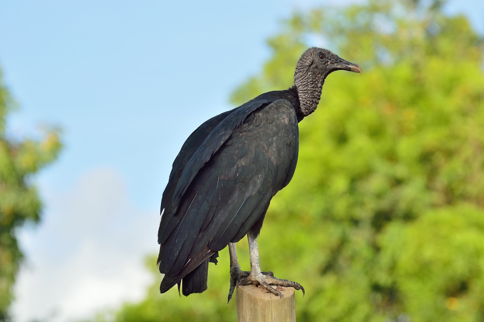 Limpian, fijan y dan esplendor. Los buitres del Nuevo Mundo.