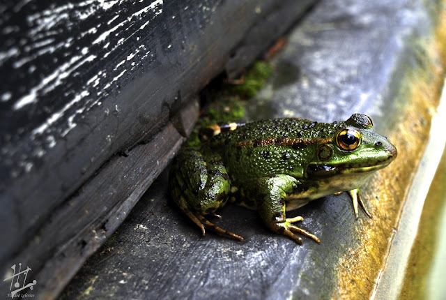 Mirando en el mundo: Sapito, sapito...
