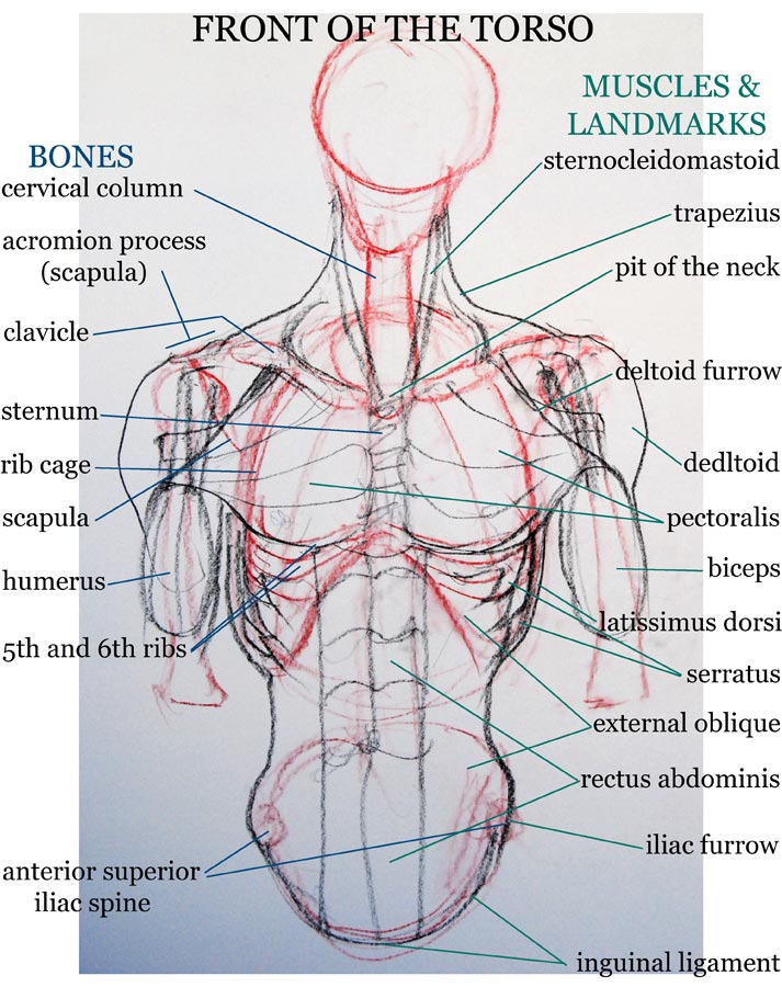 Liam Roberts BAGD YR2: Torso Antomy Images and Guides