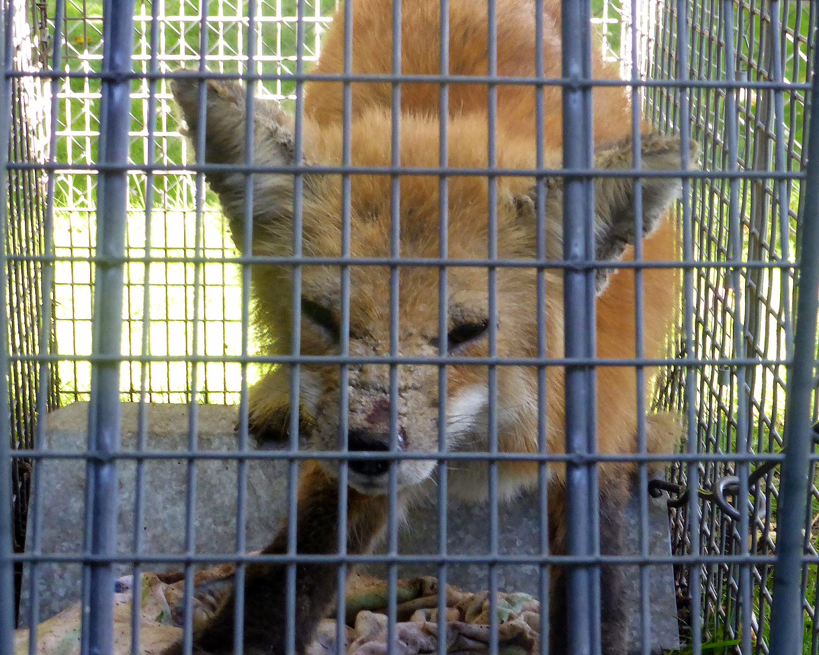 Working with wildlife - Ann Brokelman Photography: Red Fox 1st year fox ...