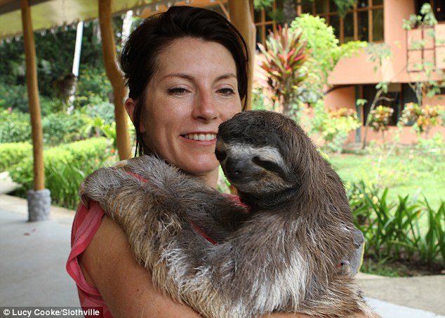 The animal zone: Forget Homer Simpson and Jim Royle... Meet the Sloths ...