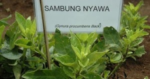 11 Manfaat tumbuhan sambung nyawah bagi kesehatan: 11 manfaat tumbuhan ...