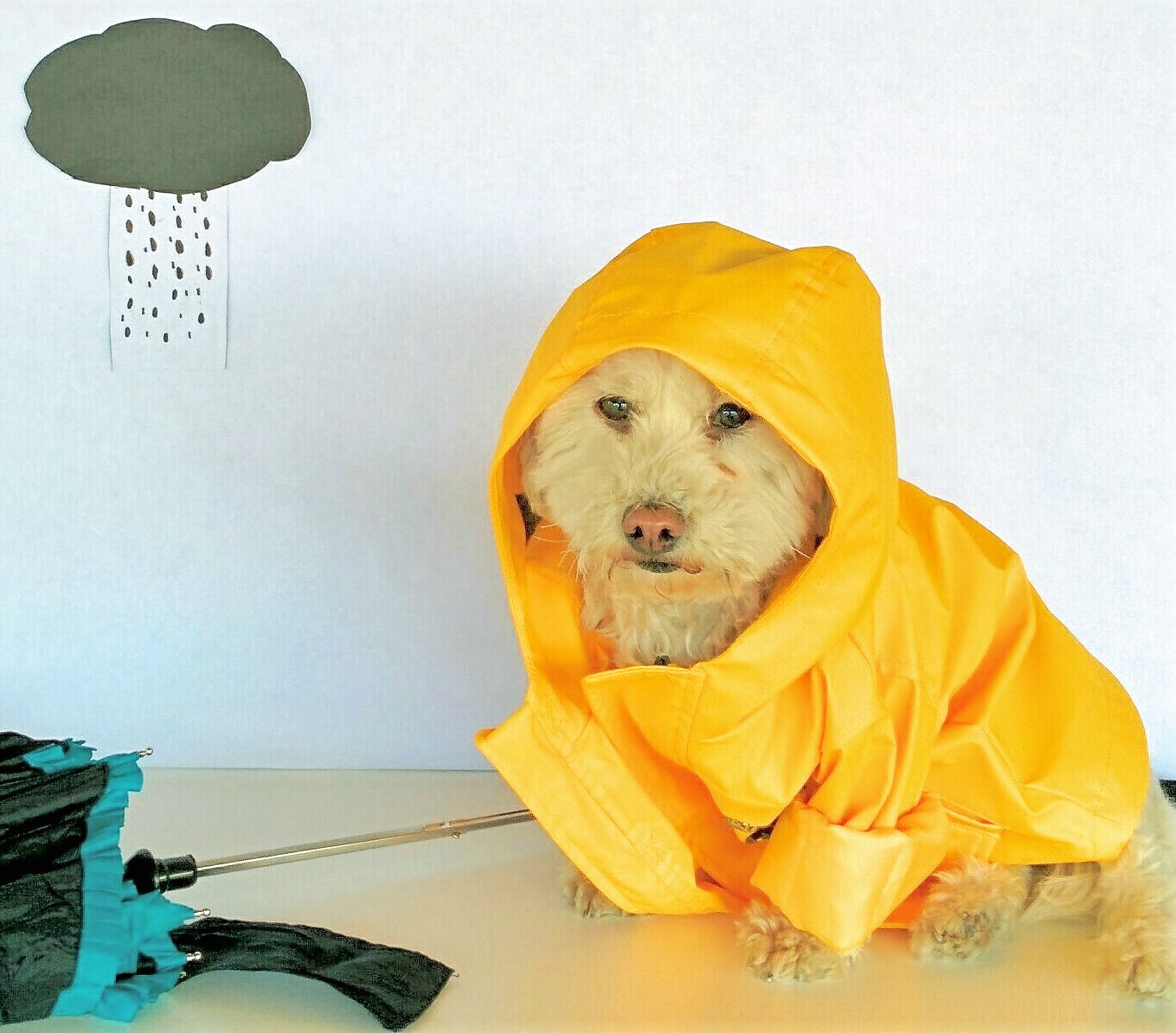 Dogs Luv Us and We Luv Them: Why FEMA Cares About Pet Safety In Emergencies