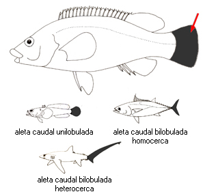 Info animales: ALETAS PECES ÓSEOS