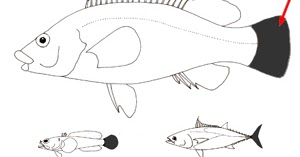 Info animales: ALETAS PECES ÓSEOS